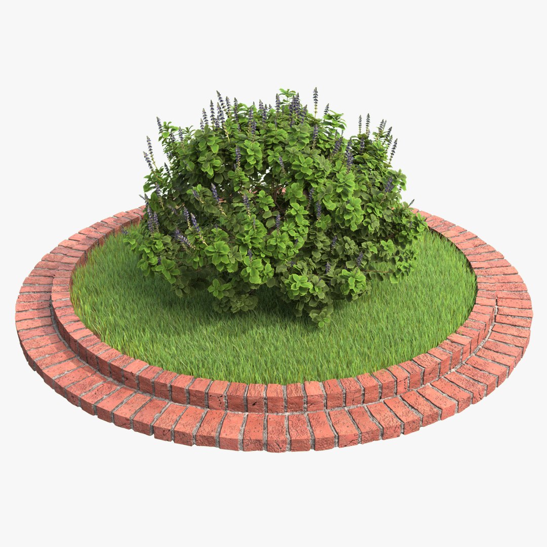 Plectranthus scutellarioides Plant bush 01 With Grass and brick PBR 3D ...