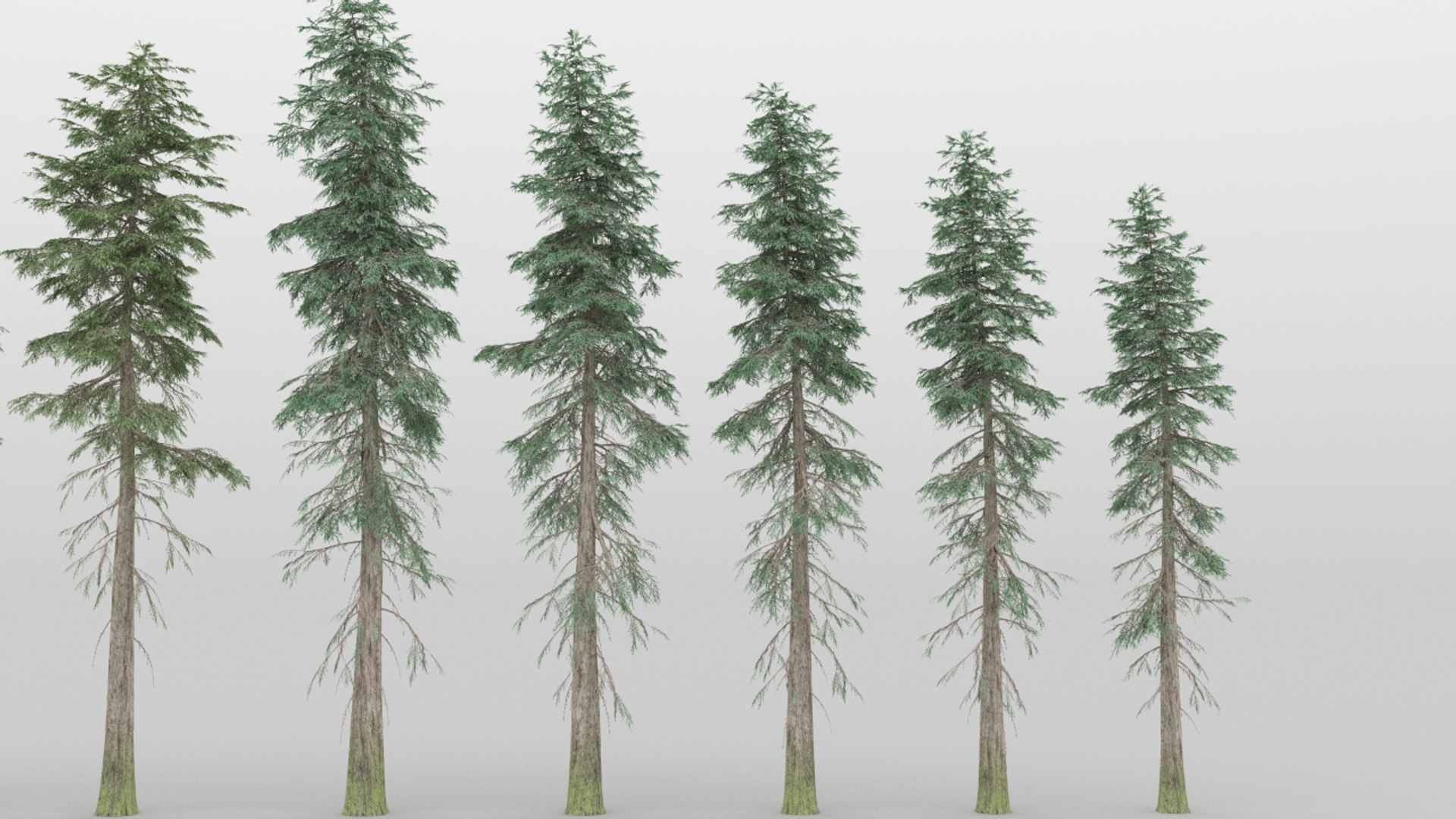Cedar Trees 3D Model - TurboSquid 1676012