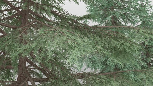 Cedar trees 3D model - TurboSquid 1676012