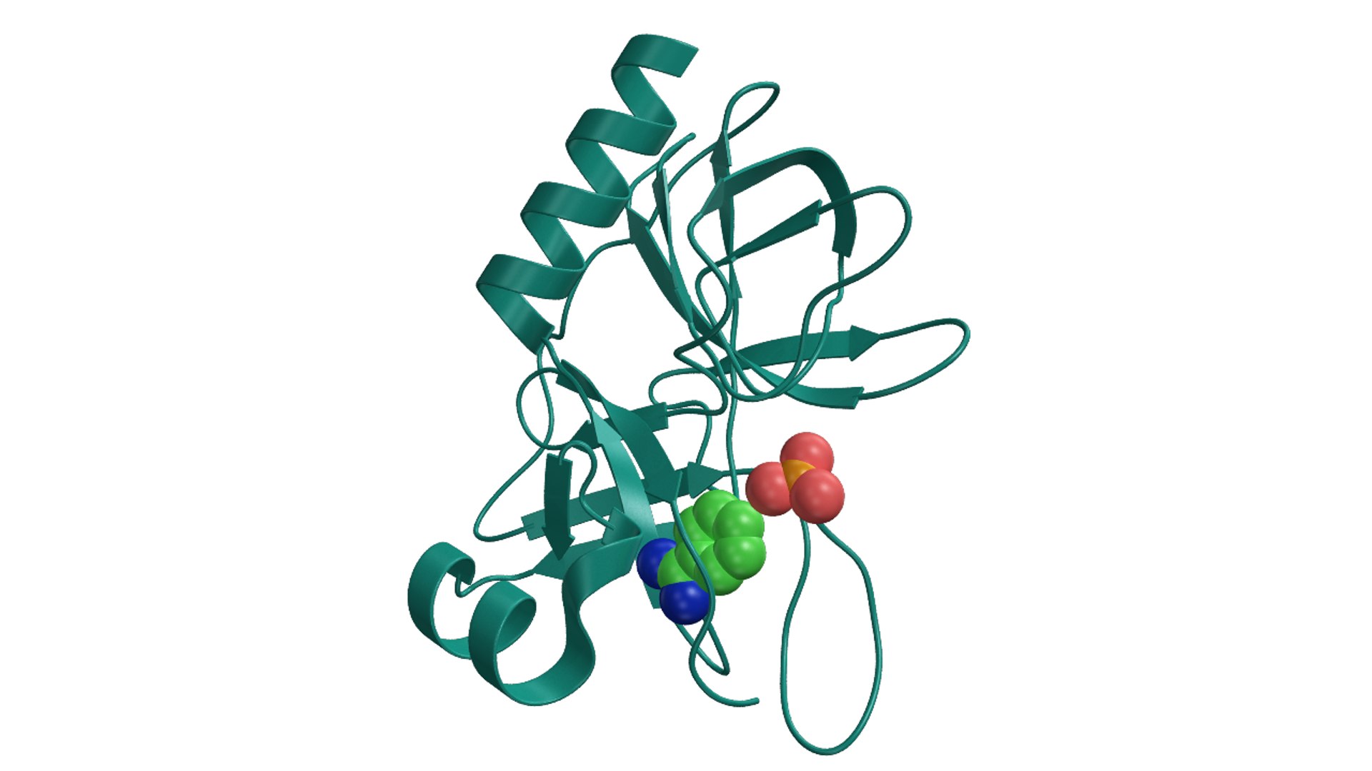 Obj Trypsin Digestive Proteins