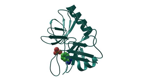 obj trypsin digestive proteins