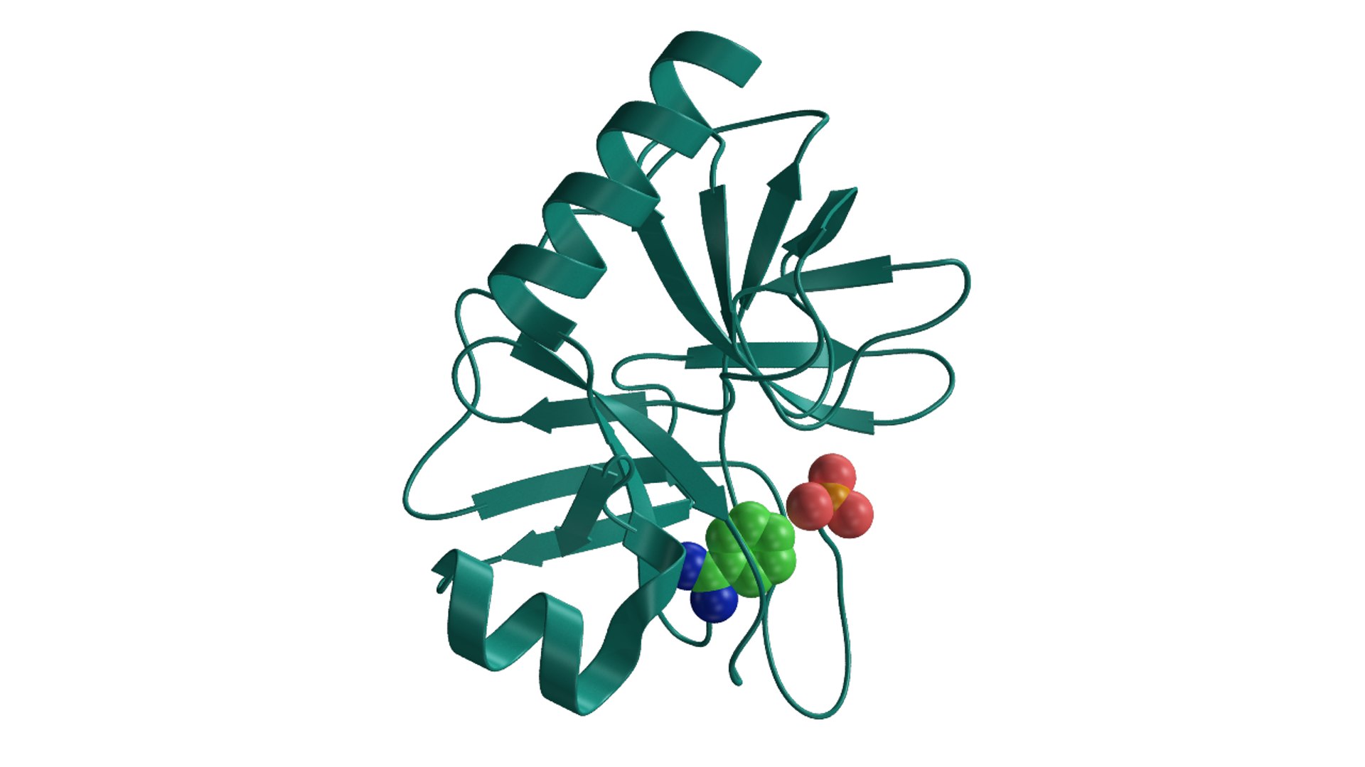 Obj Trypsin Digestive Proteins