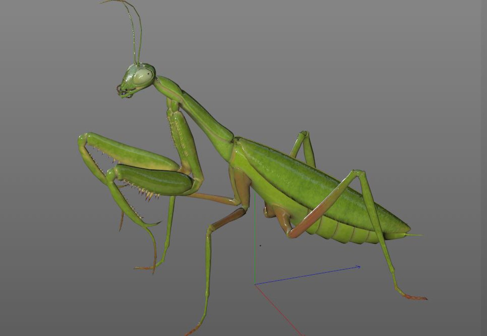 3D Ant Mantis - TurboSquid 1537274