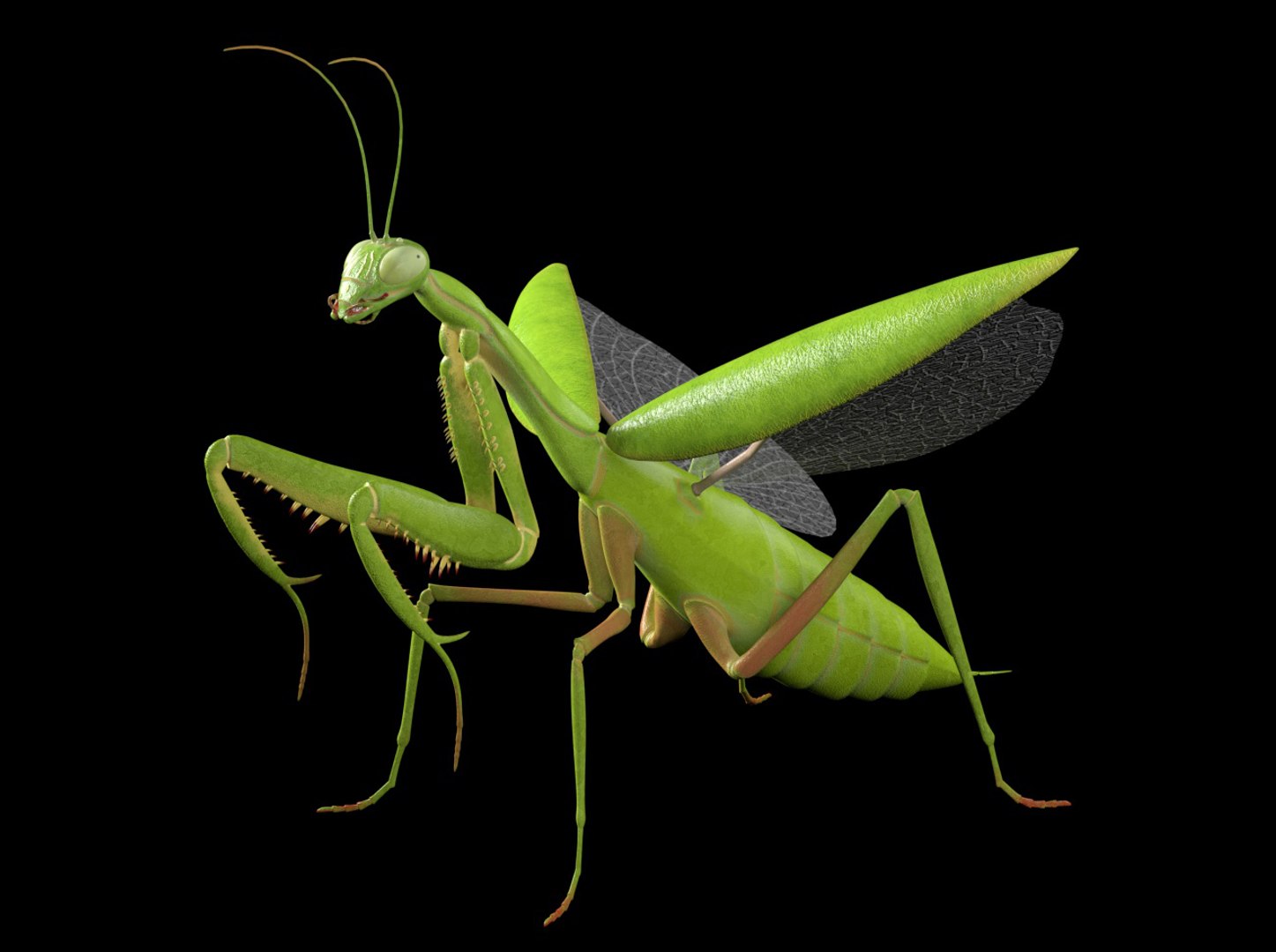 3D Ant Mantis - TurboSquid 1537274