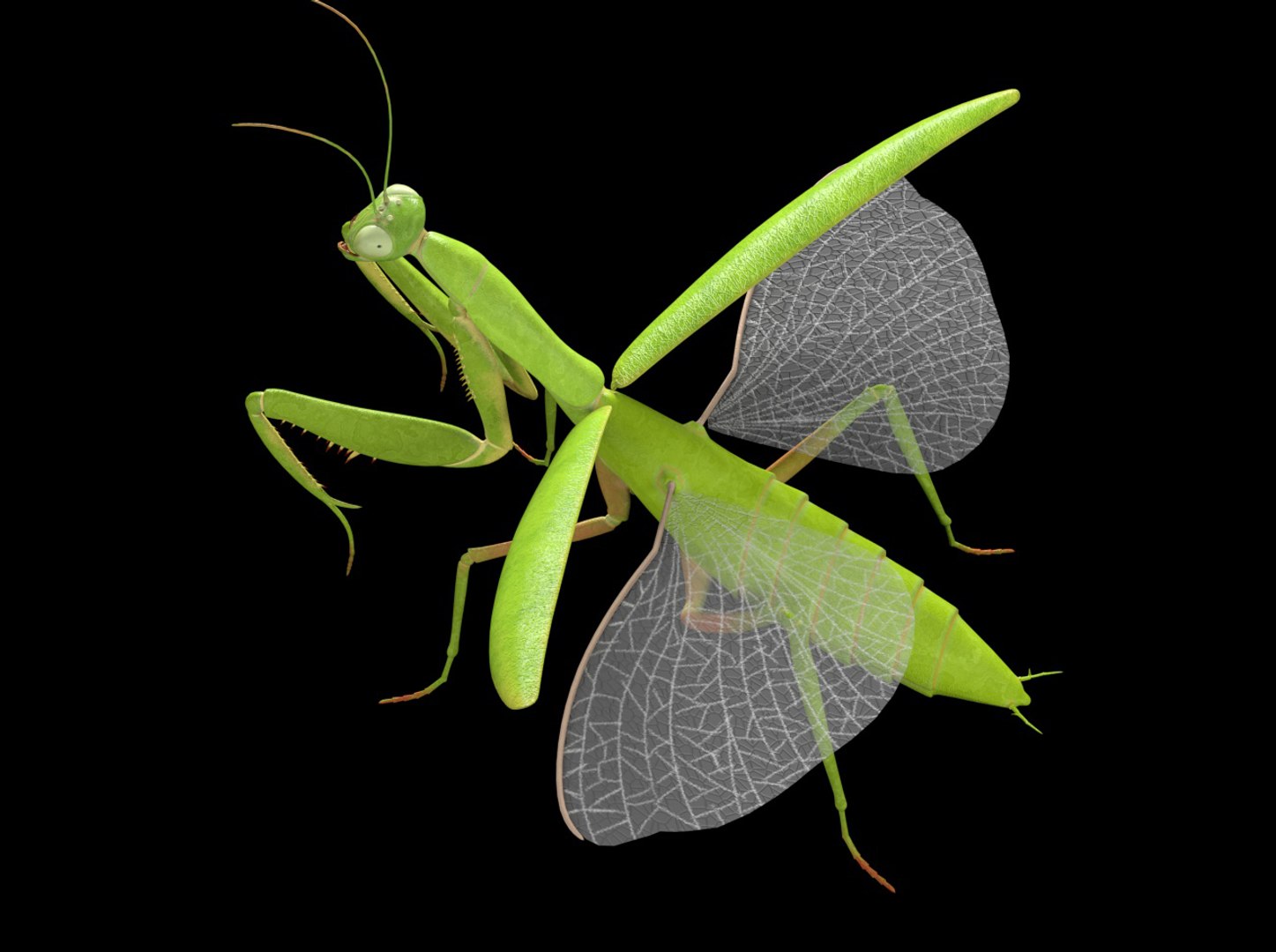 3D Ant Mantis - TurboSquid 1537274