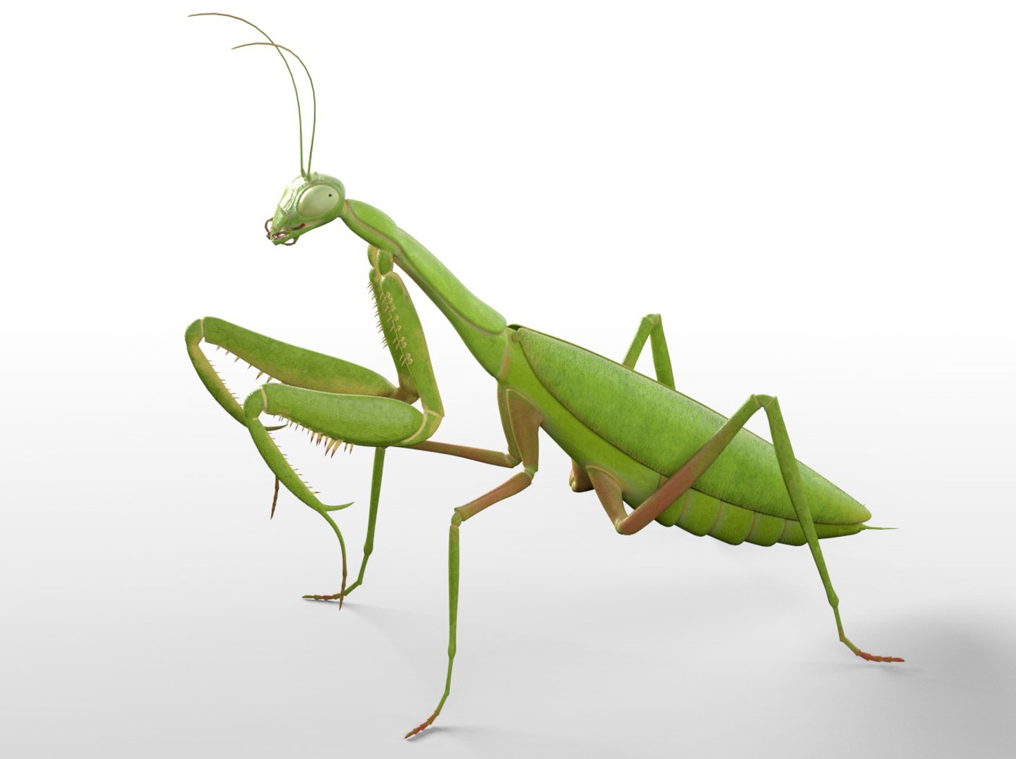3D Ant Mantis - TurboSquid 1537274