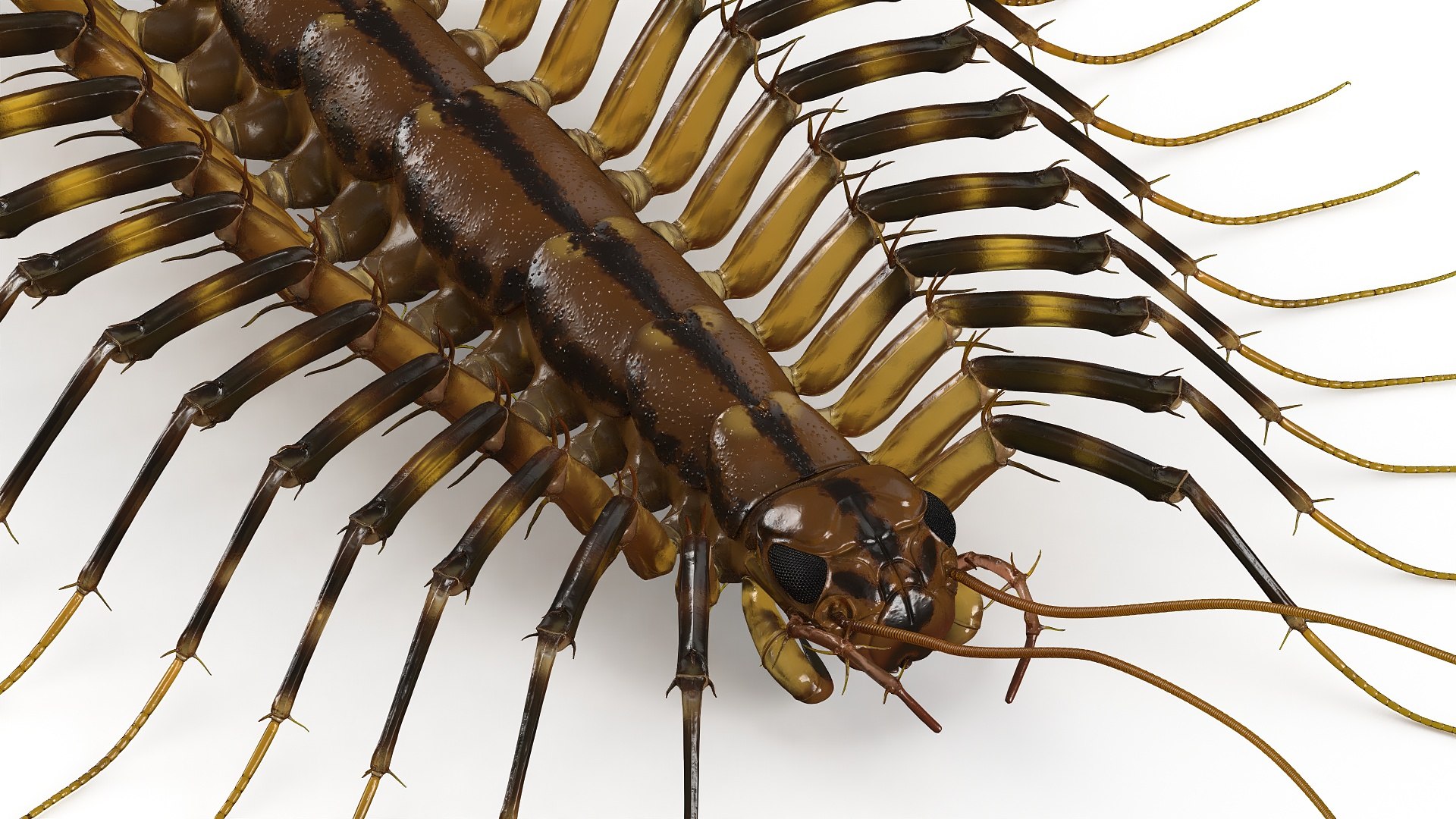 Scutigera Coleoptrata 3D Model - TurboSquid 2349708