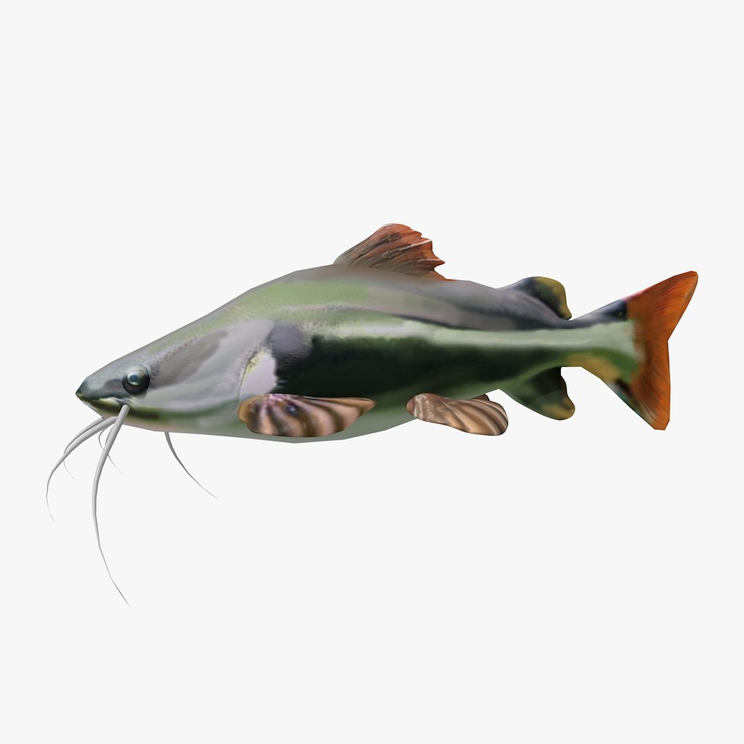 swimming red tail catfish c4d