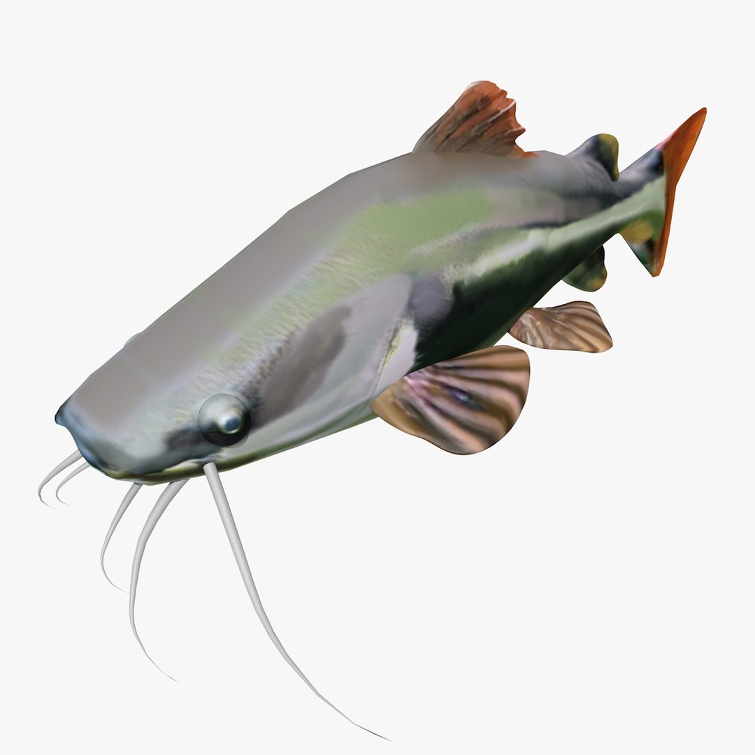 Swimming Red Tail Catfish C4d