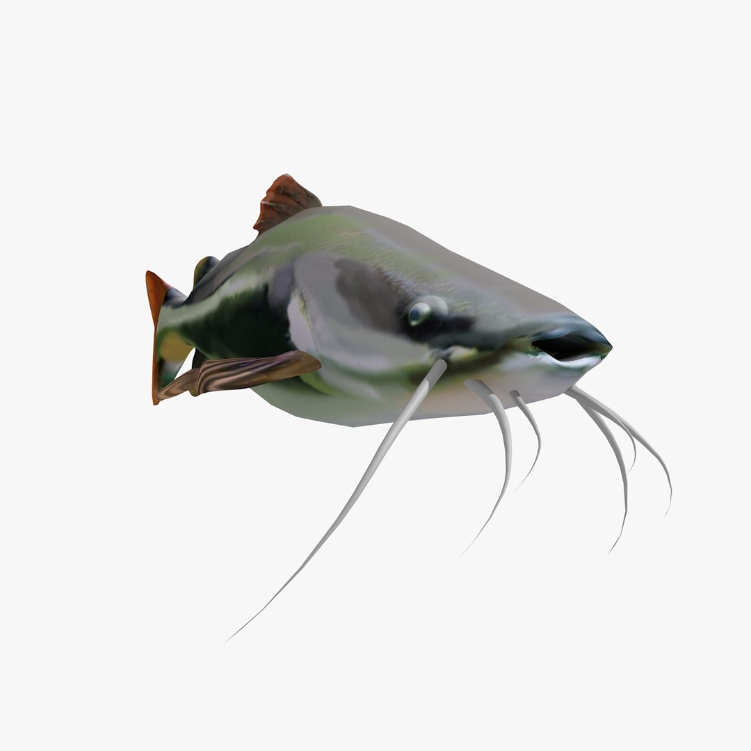 Swimming Red Tail Catfish C4d