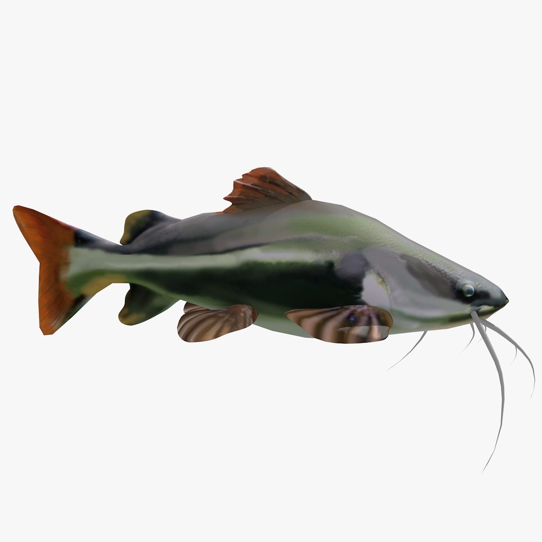 Swimming Red Tail Catfish C4d
