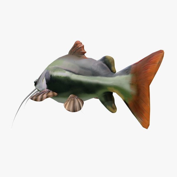 swimming red tail catfish c4d