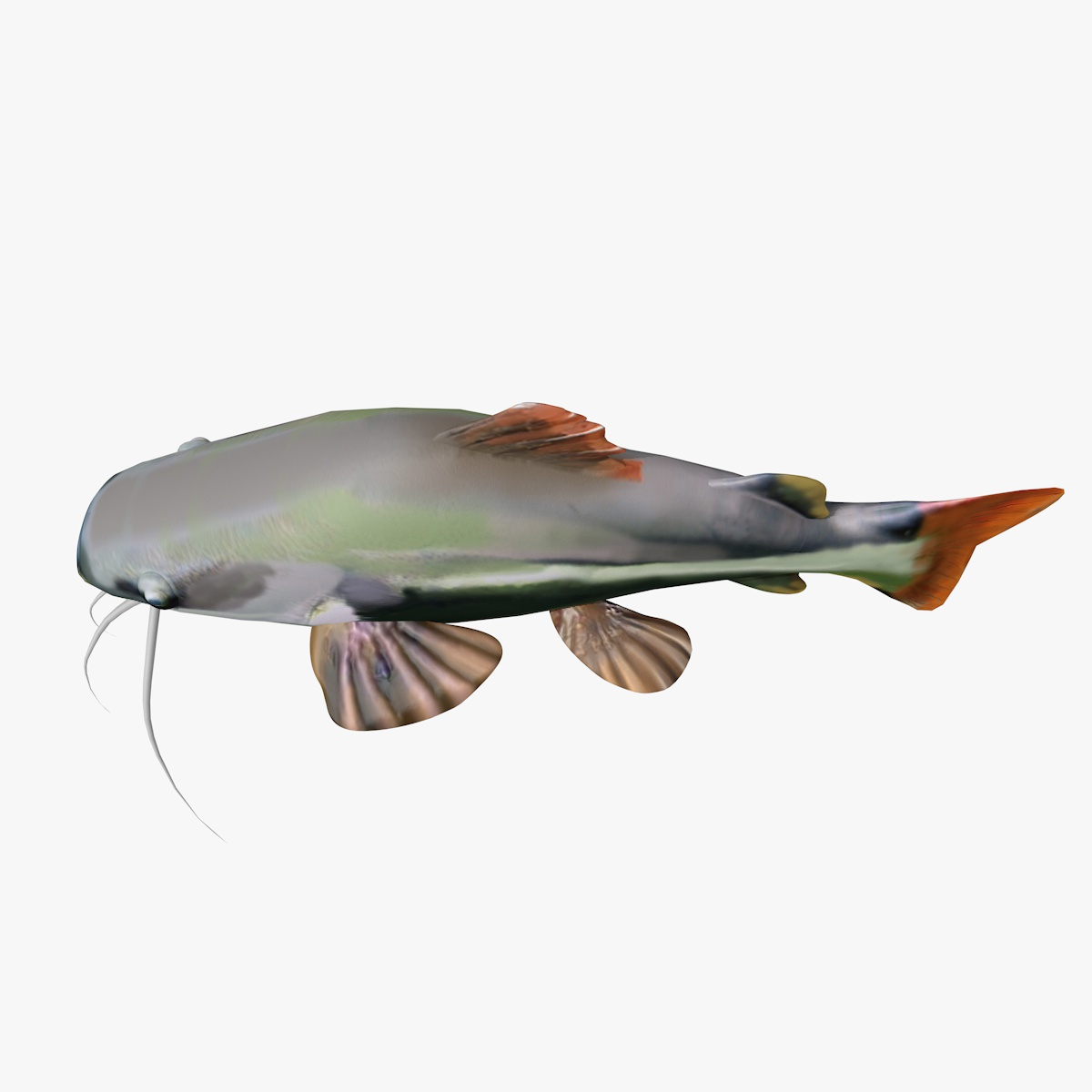 swimming red tail catfish c4d