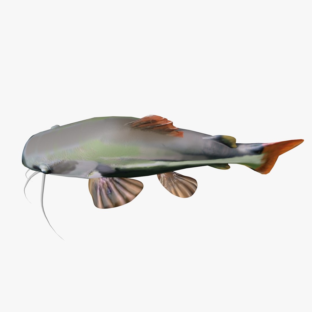 Swimming Red Tail Catfish C4d