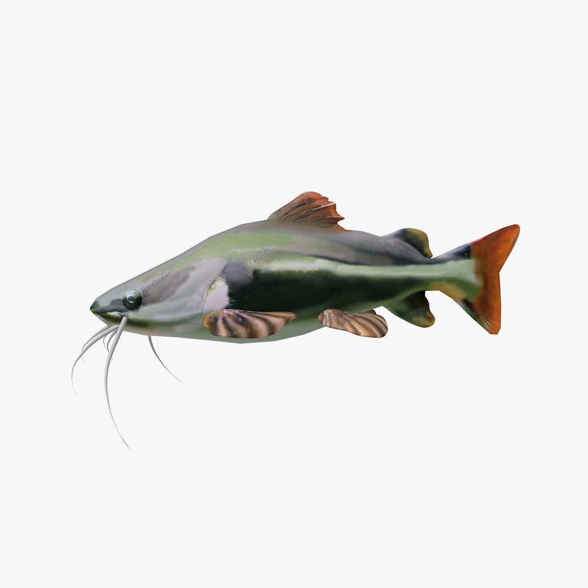 swimming red tail catfish c4d