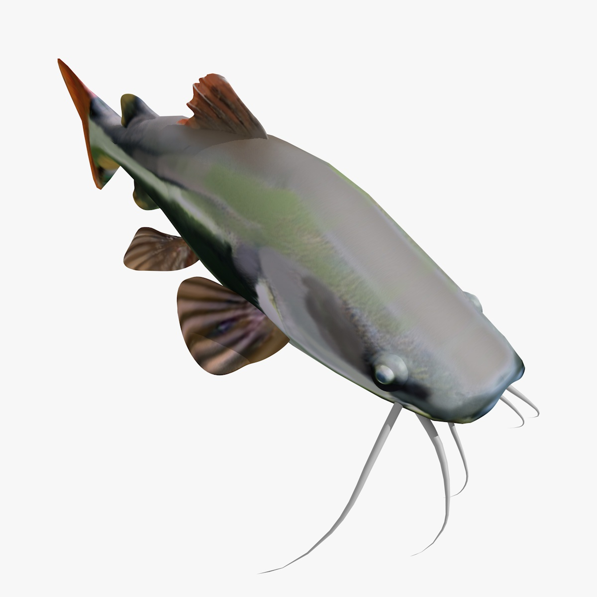 swimming red tail catfish c4d