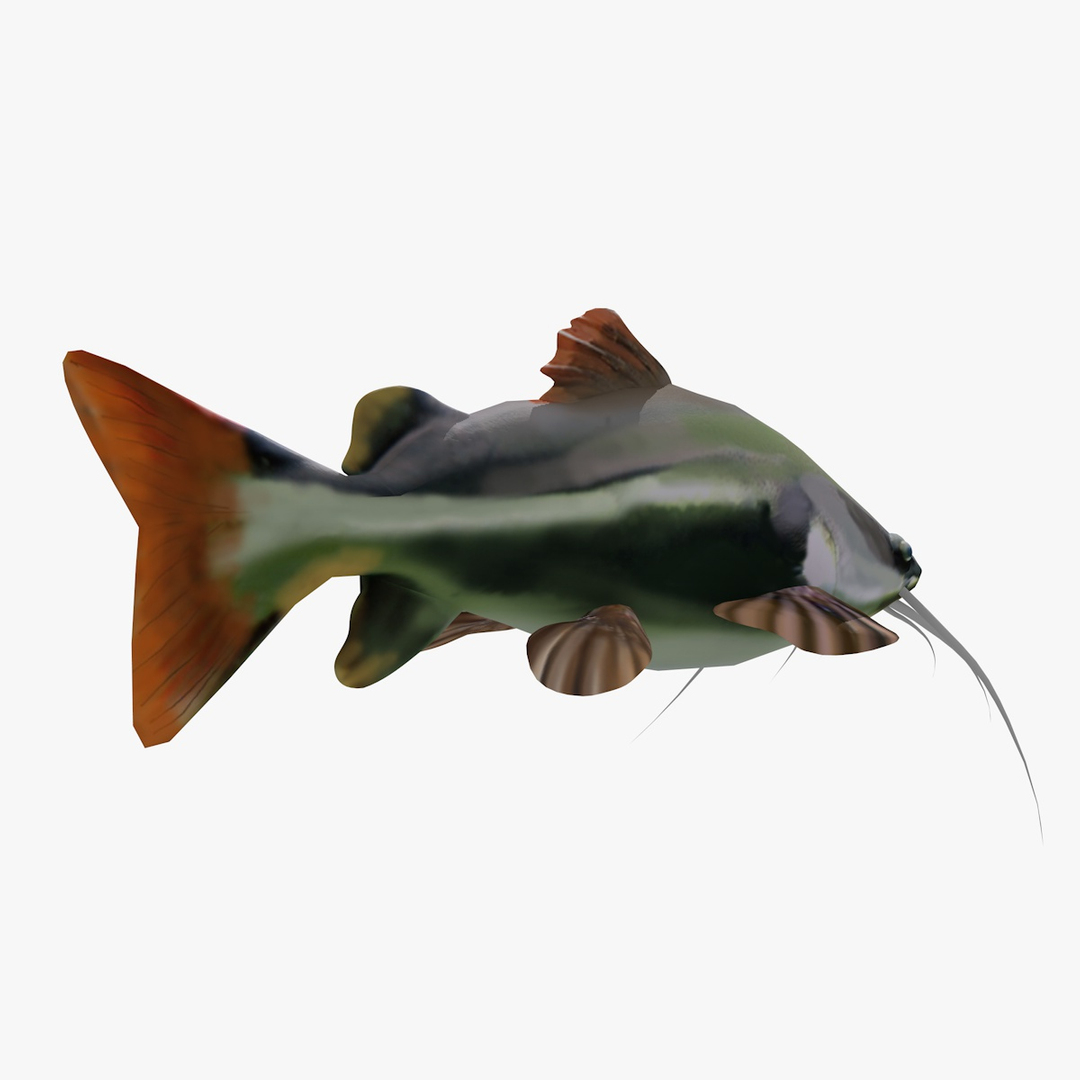 swimming red tail catfish c4d