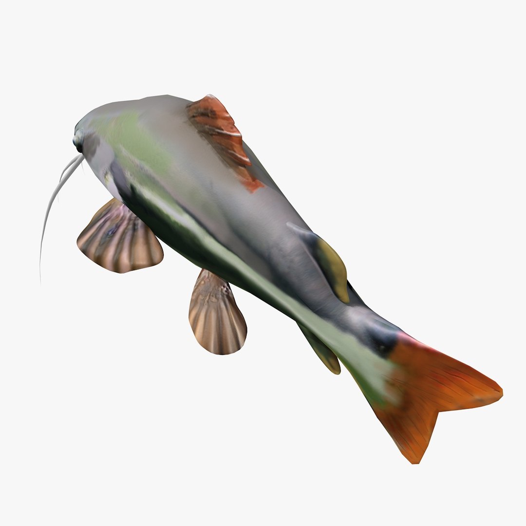 Swimming Red Tail Catfish C4d