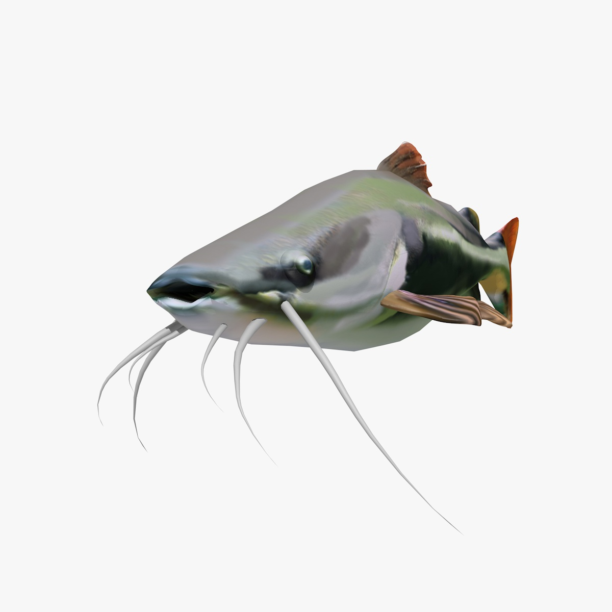 swimming red tail catfish c4d
