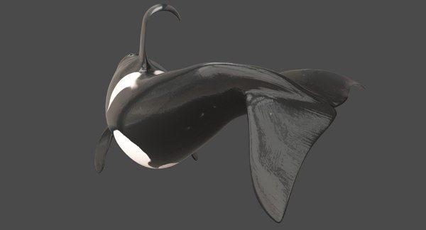 rigged adult killer whale max