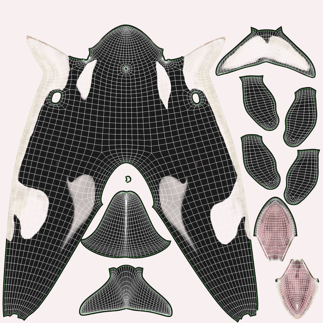 rigged adult killer whale max