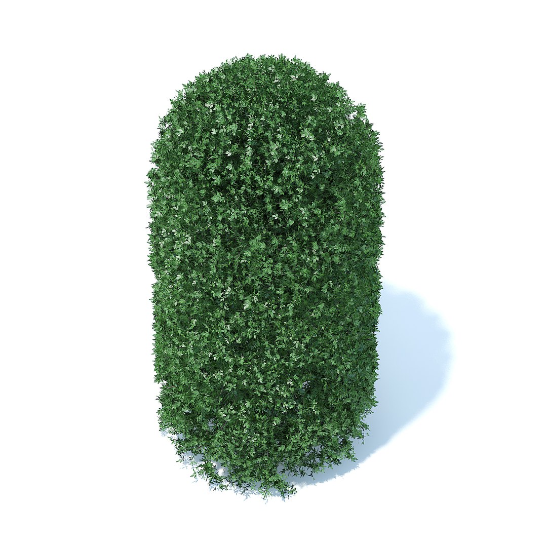 Tall shrub model - TurboSquid 1218371