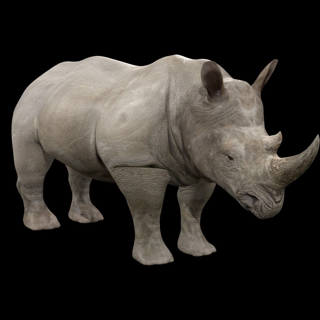 Rhinoceros Rig 3D Model - TurboSquid 2186908
