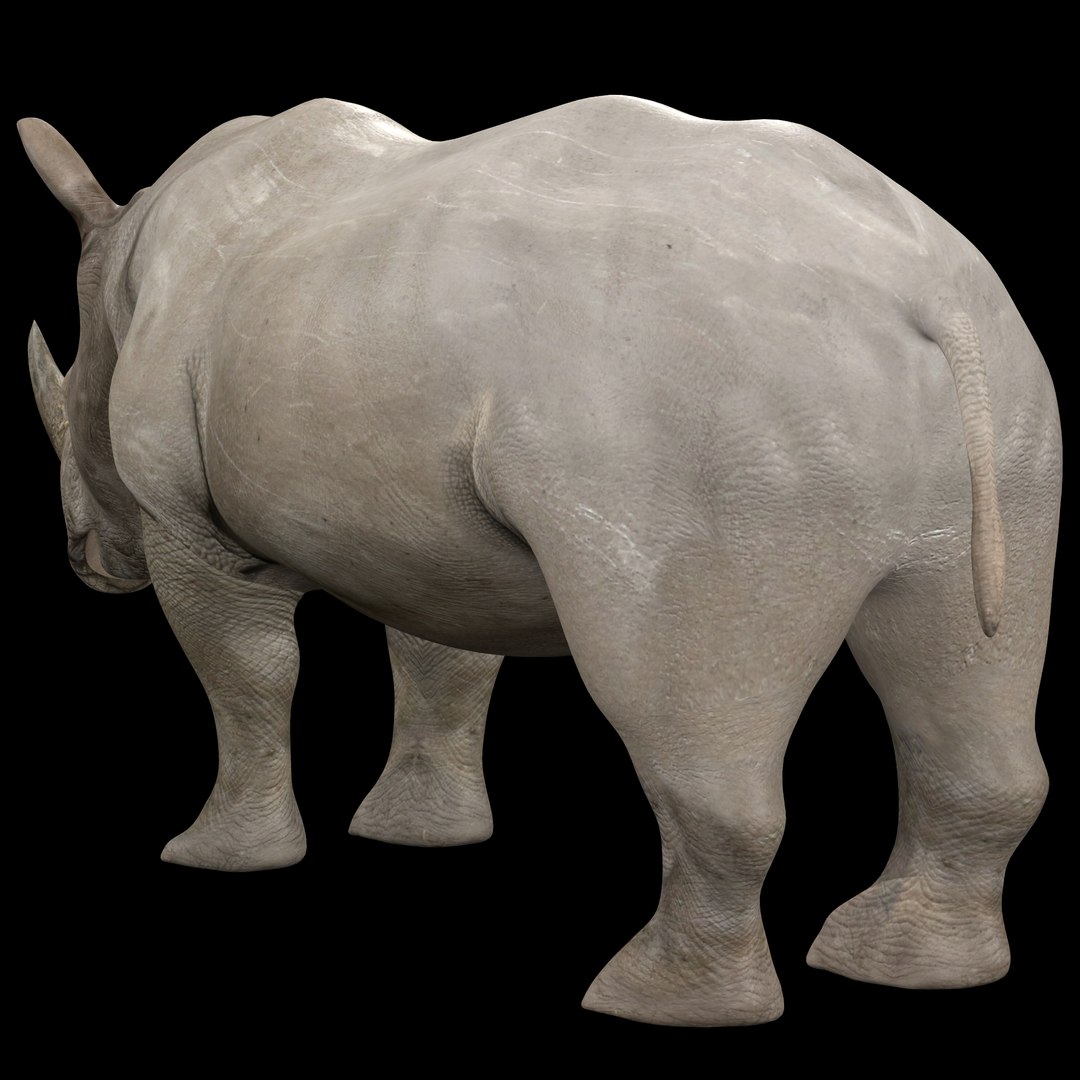 Rhinoceros Rig 3D Model - TurboSquid 2186908