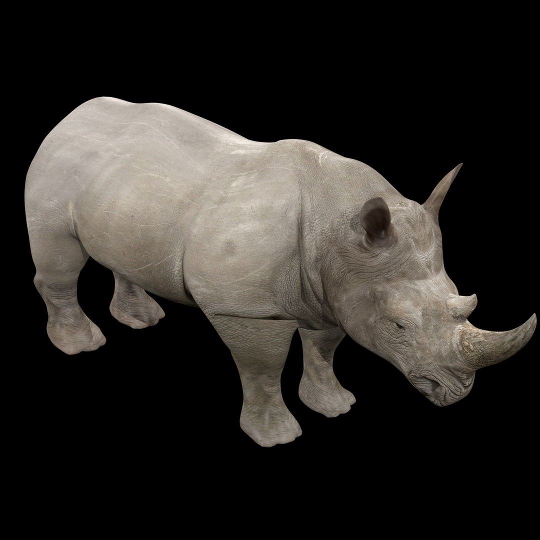 Rhinoceros Rig 3D Model - TurboSquid 2186908