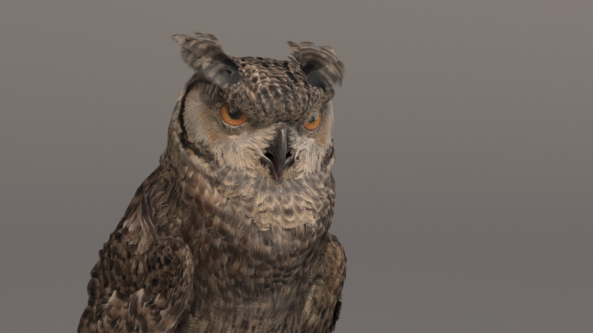 3D Owl Animations Model - TurboSquid 1470345