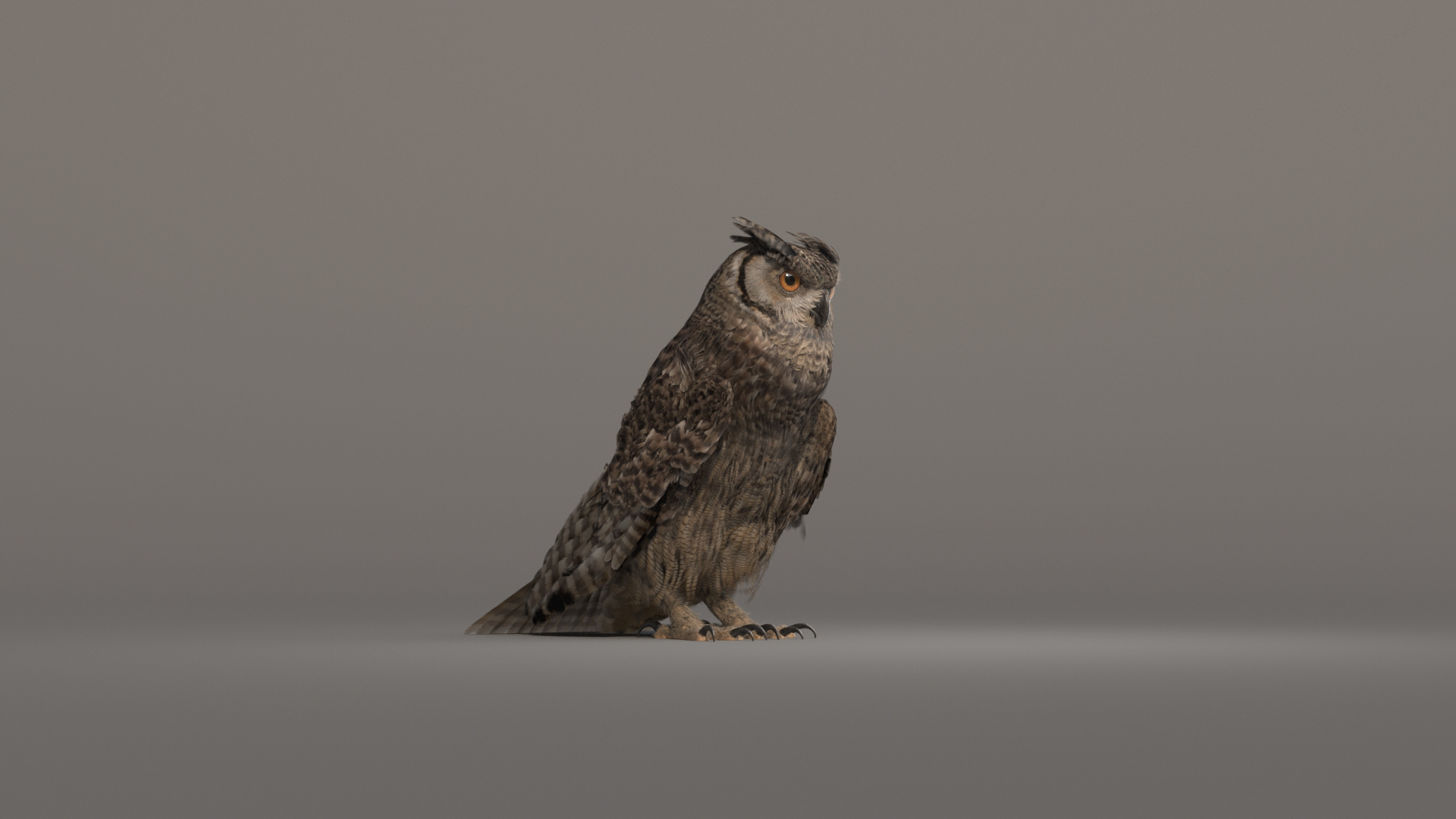 3D Owl Animations Model - TurboSquid 1470345