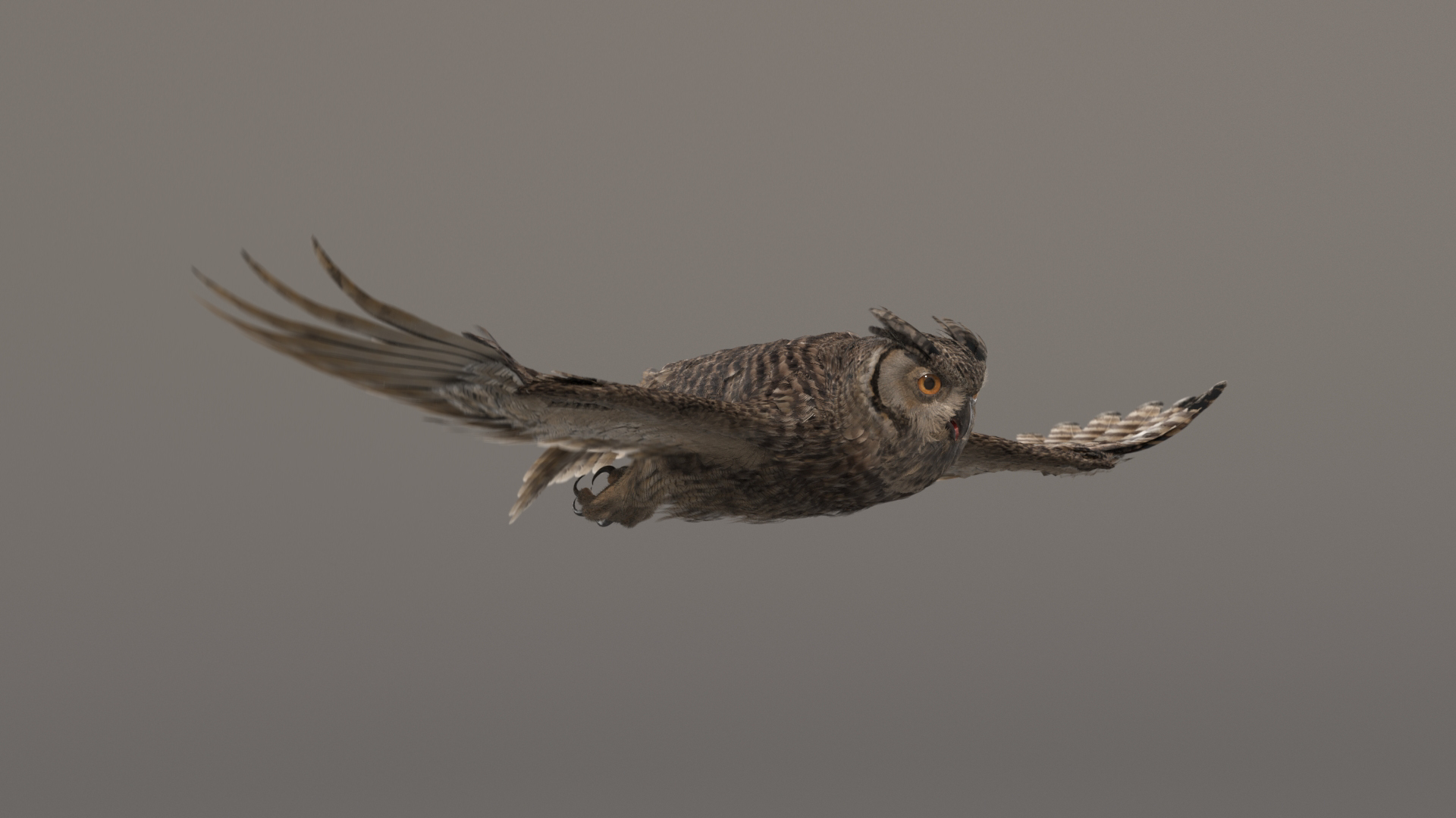 3D Owl Animations Model - TurboSquid 1470345