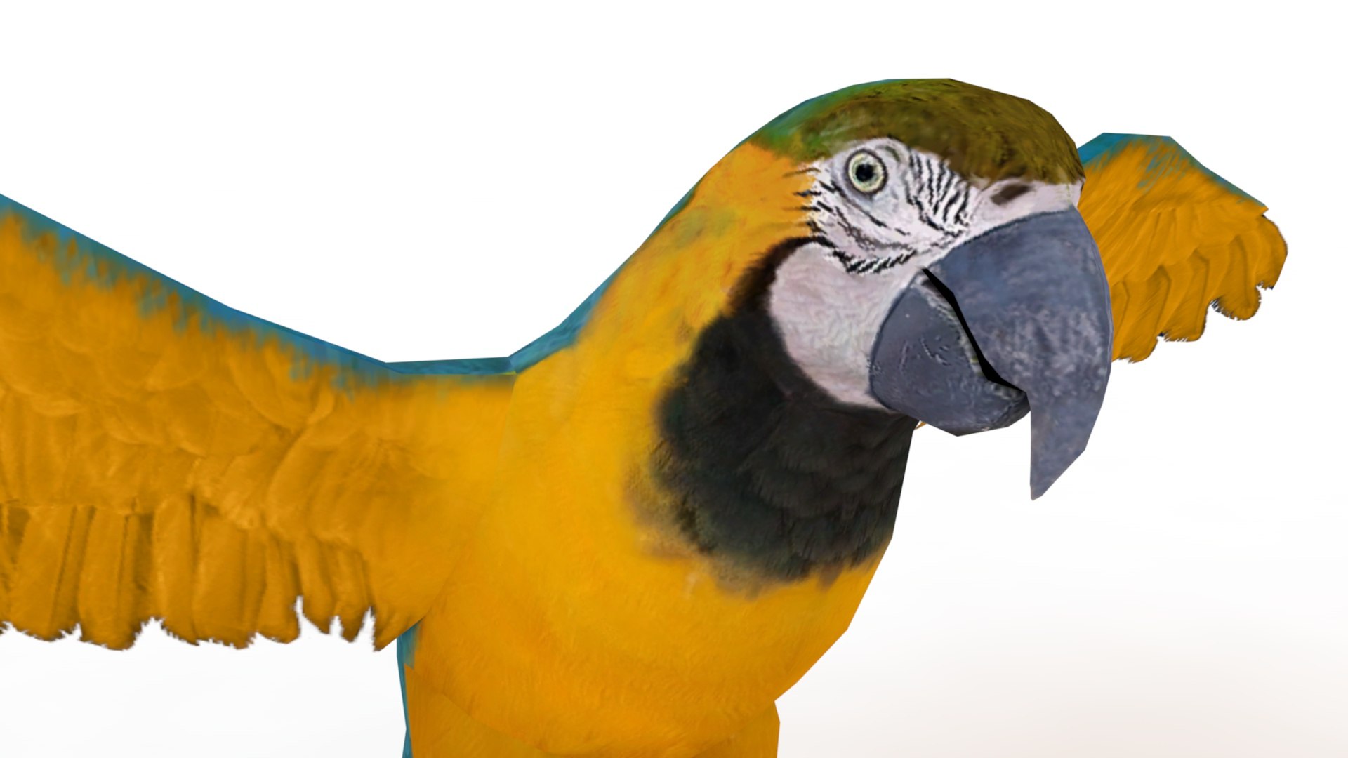 3D Model Macaw Parrot - TurboSquid 2237088