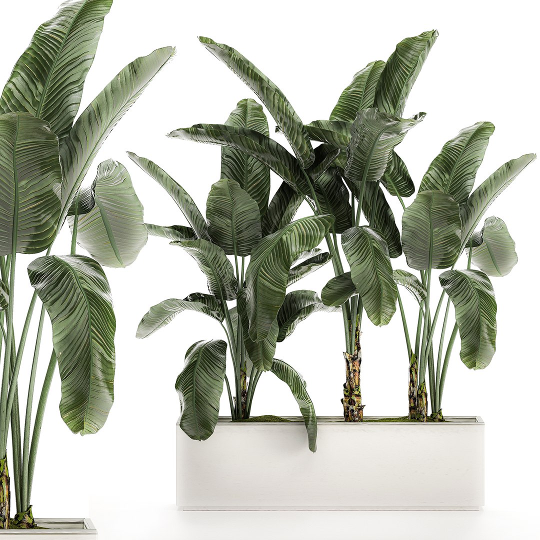 Decorative banana interior white model - TurboSquid 1544994