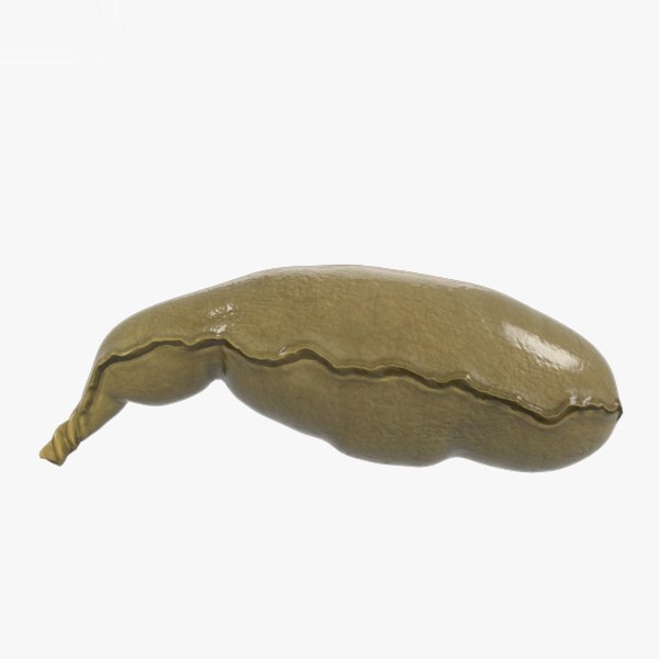 Gallbladder 3D Models for Download | TurboSquid