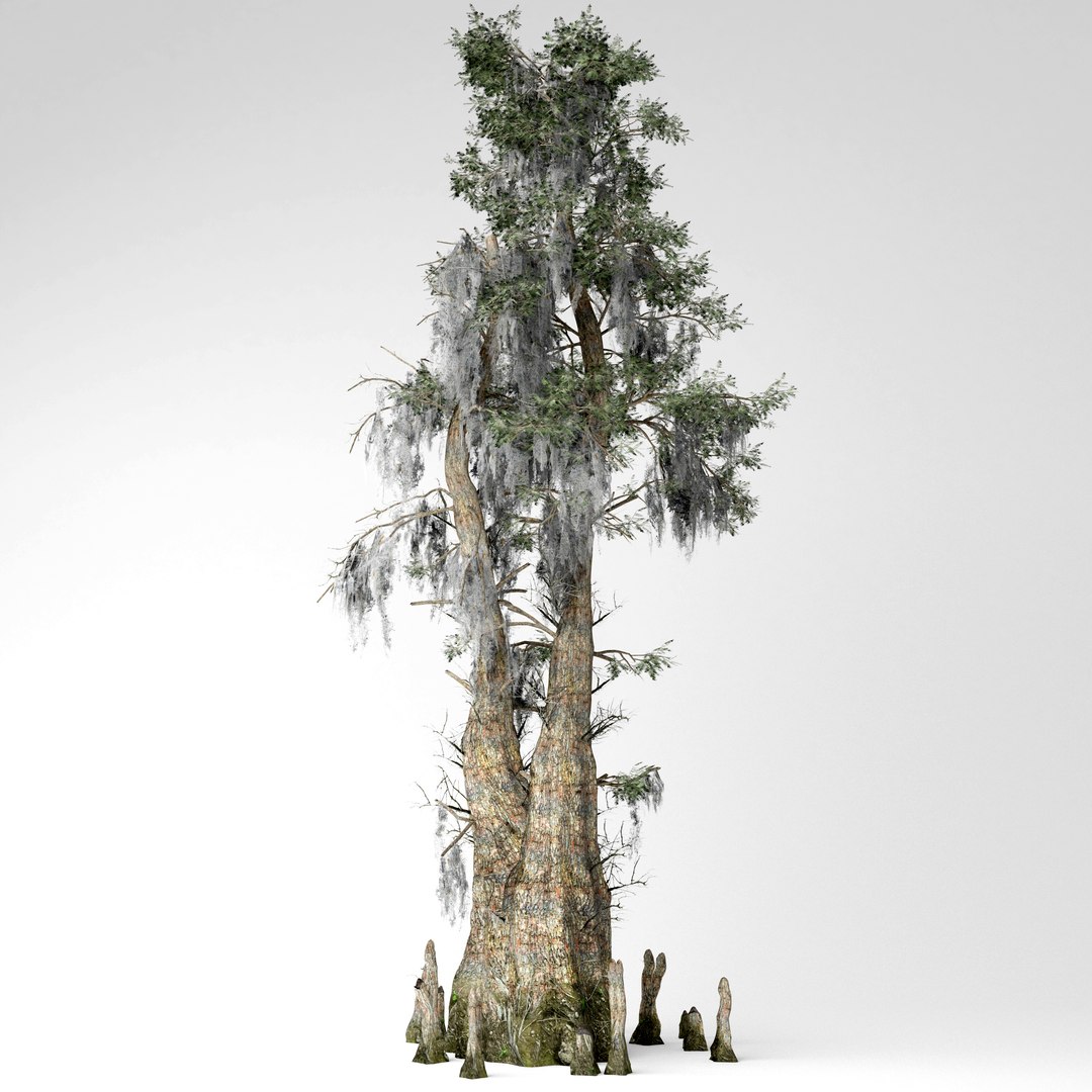 3D Model Bald Cypress Tree - TurboSquid 1622126