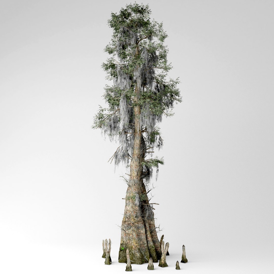 3D Model Bald Cypress Tree - TurboSquid 1622126