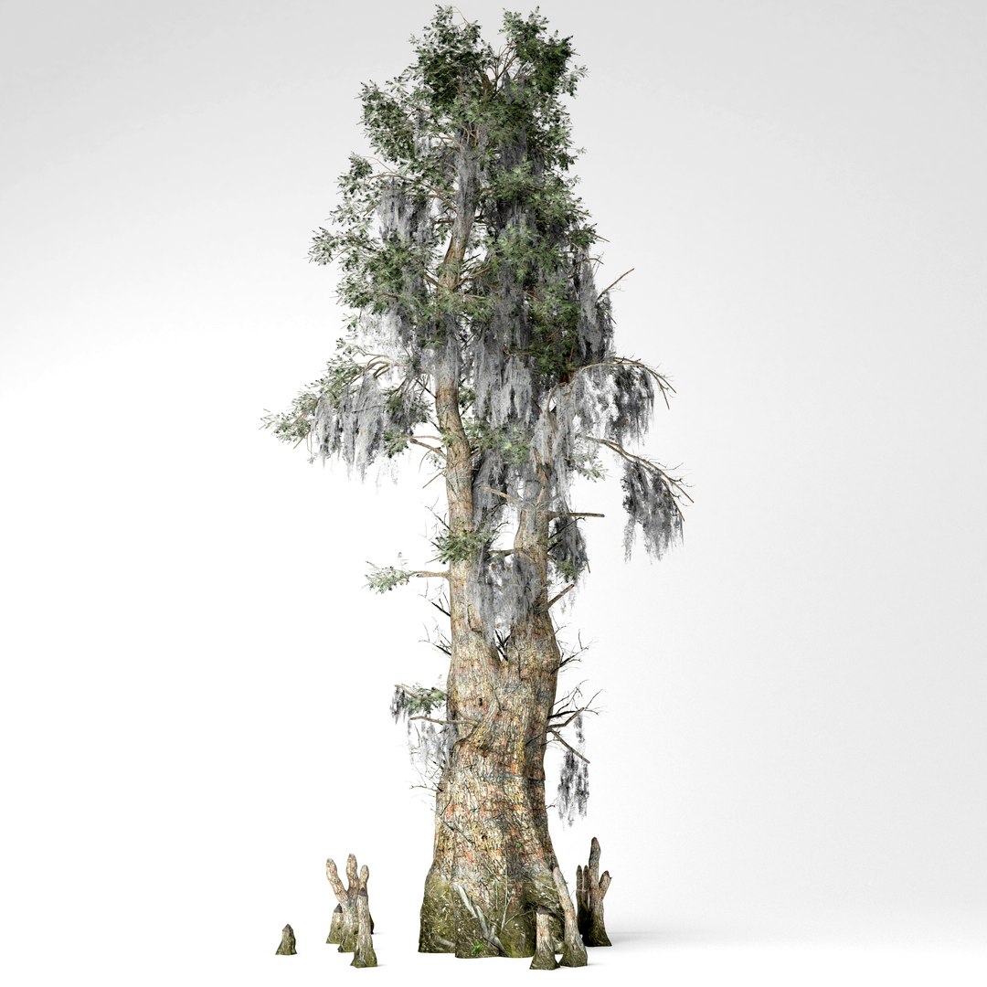 3D Model Bald Cypress Tree - TurboSquid 1622126