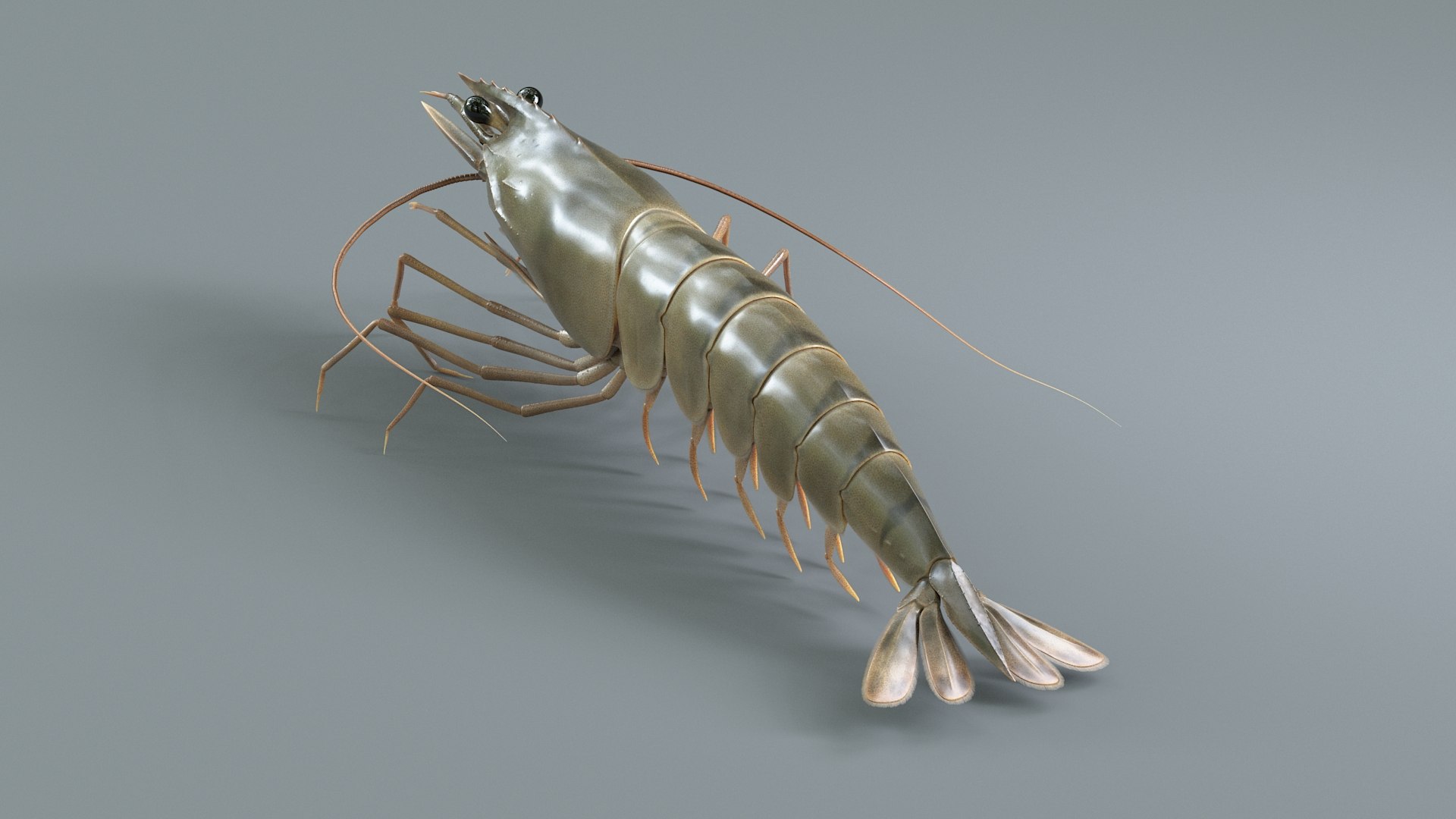 Prawn Rigged 3D Model - TurboSquid 2300245