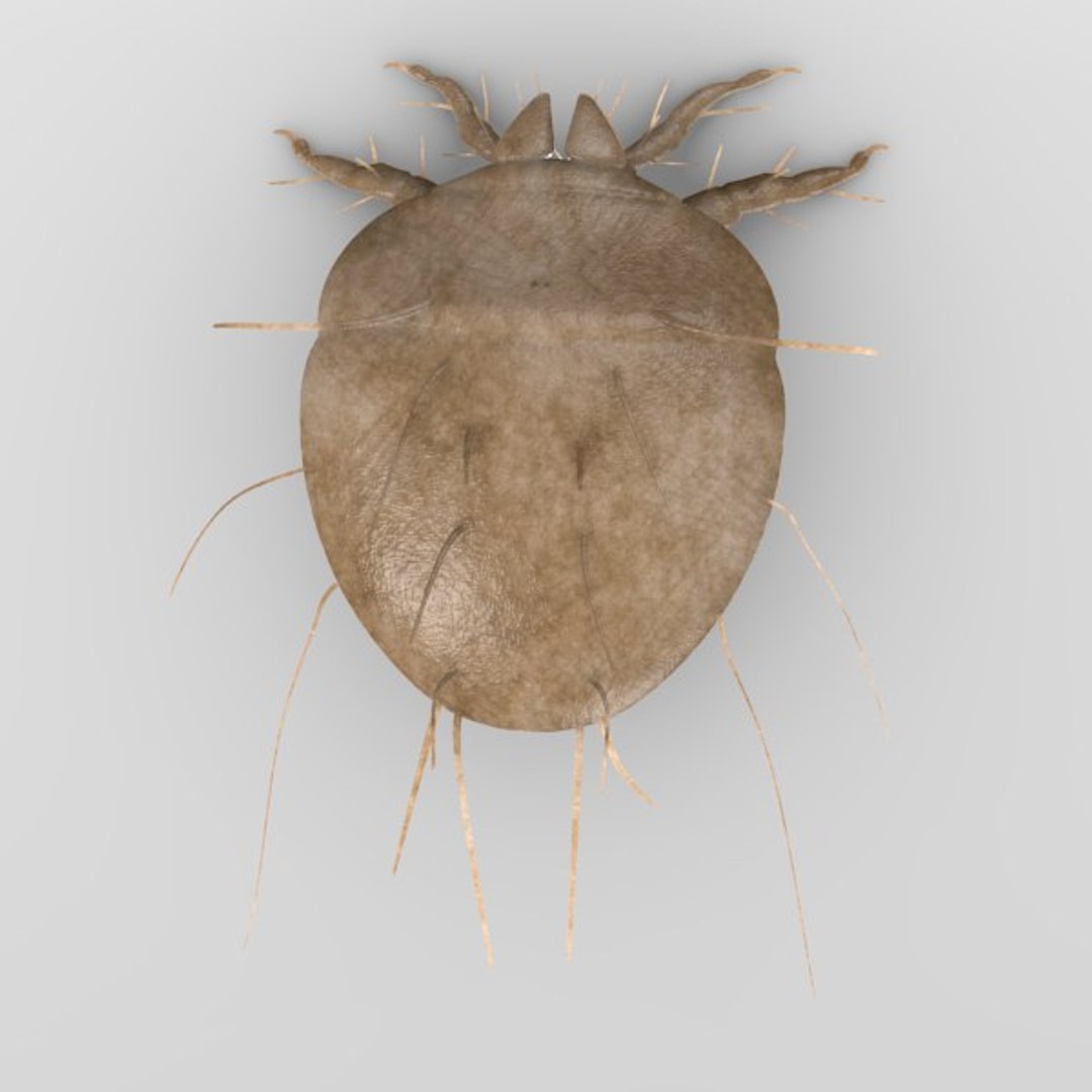 Sarcoptes Scabiei Mite 3d Model