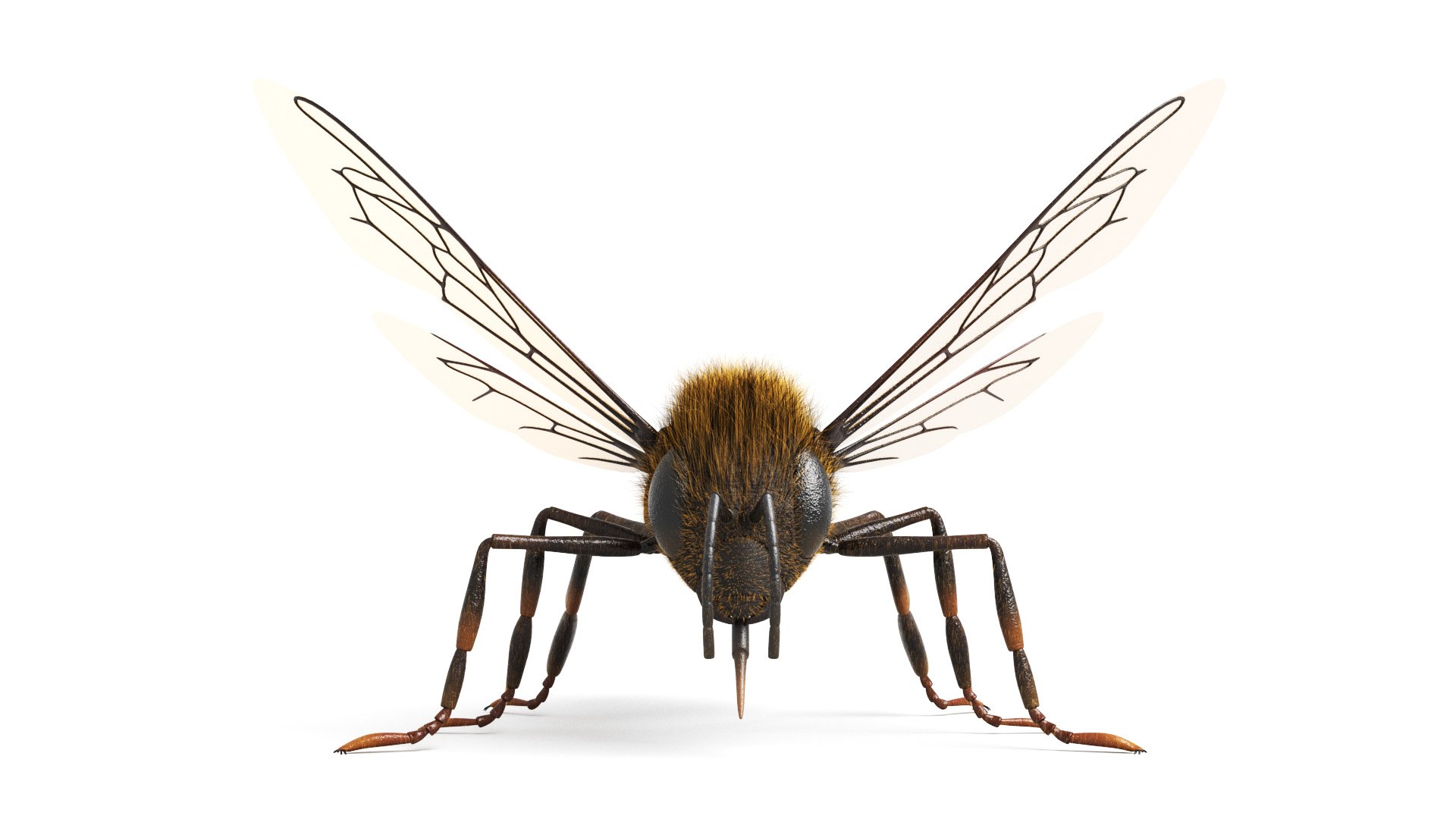 3D Full Bee Anatomy Static Model - TurboSquid 1925699