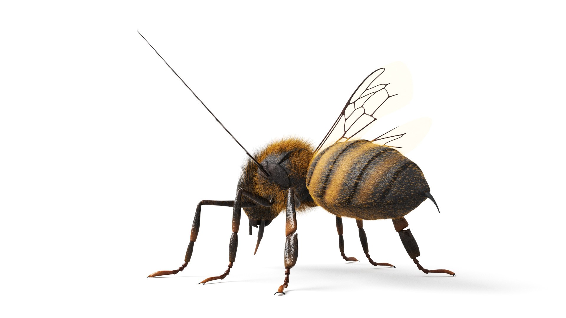 3D Full Bee Anatomy Static Model - TurboSquid 1925699