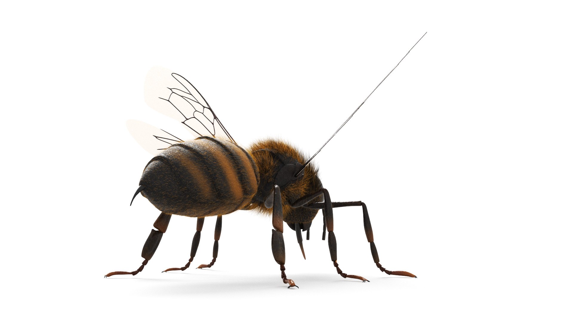 3D Full Bee Anatomy Static Model - TurboSquid 1925699