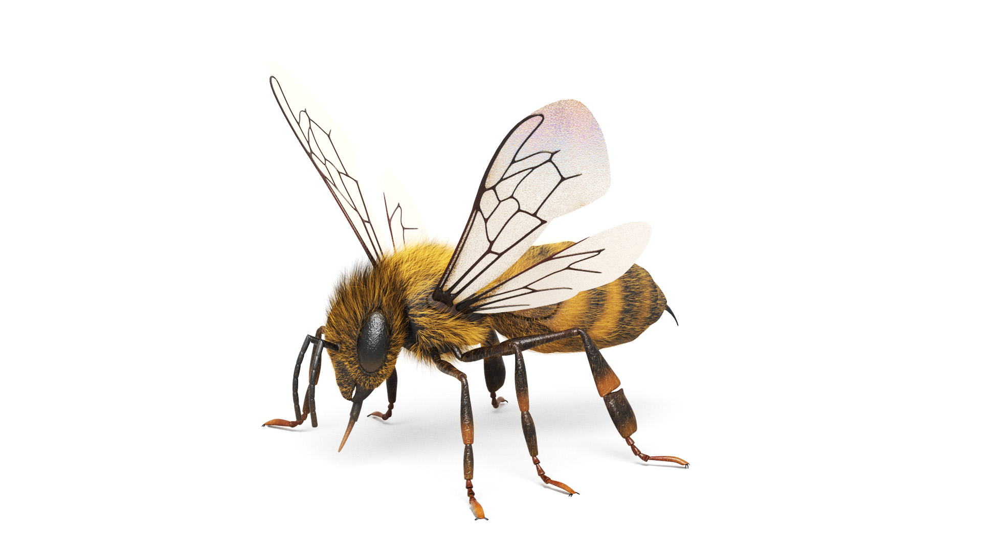 3D Full Bee Anatomy Static Model - TurboSquid 1925699