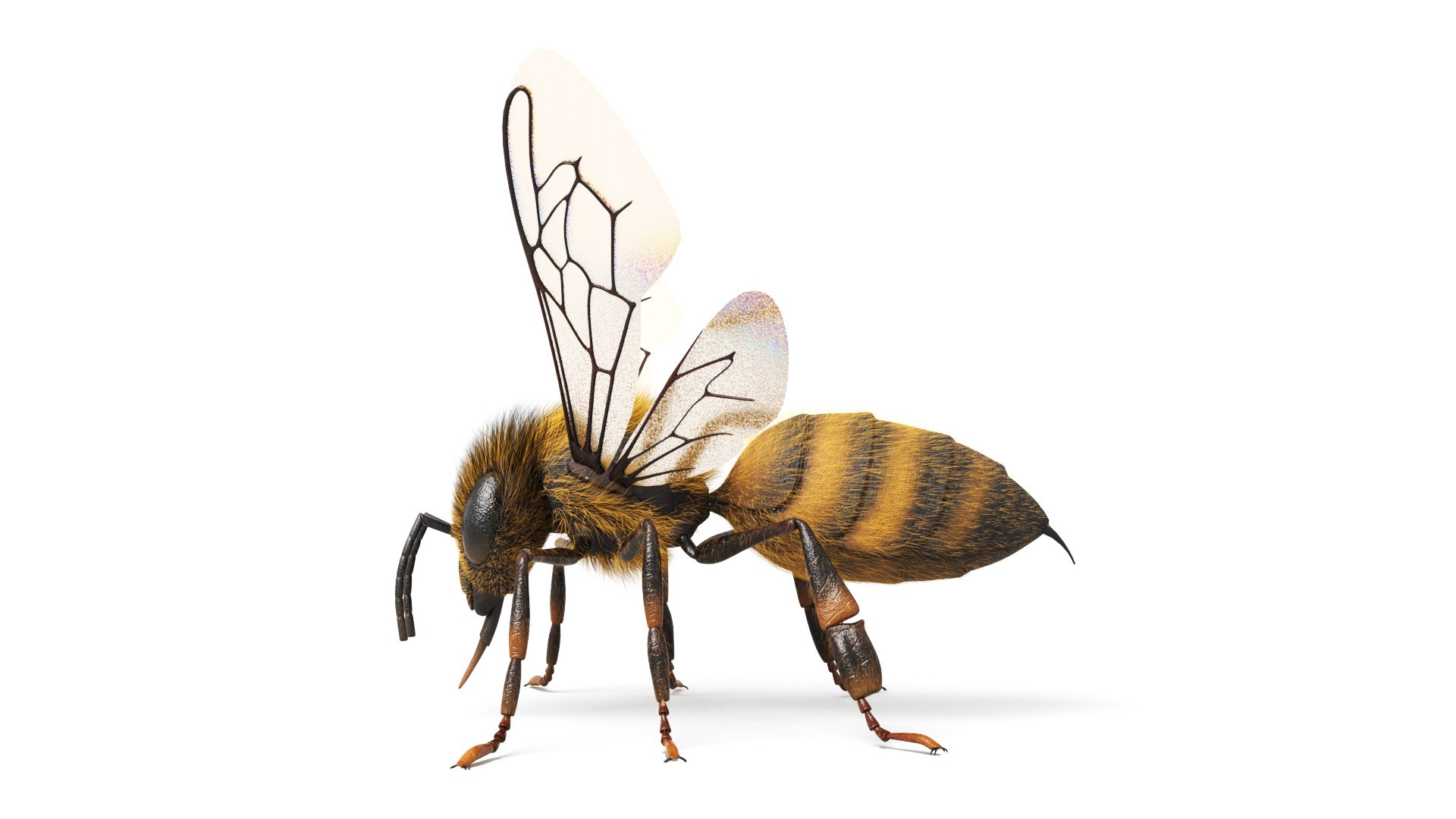 3D Full Bee Anatomy Static Model - TurboSquid 1925699