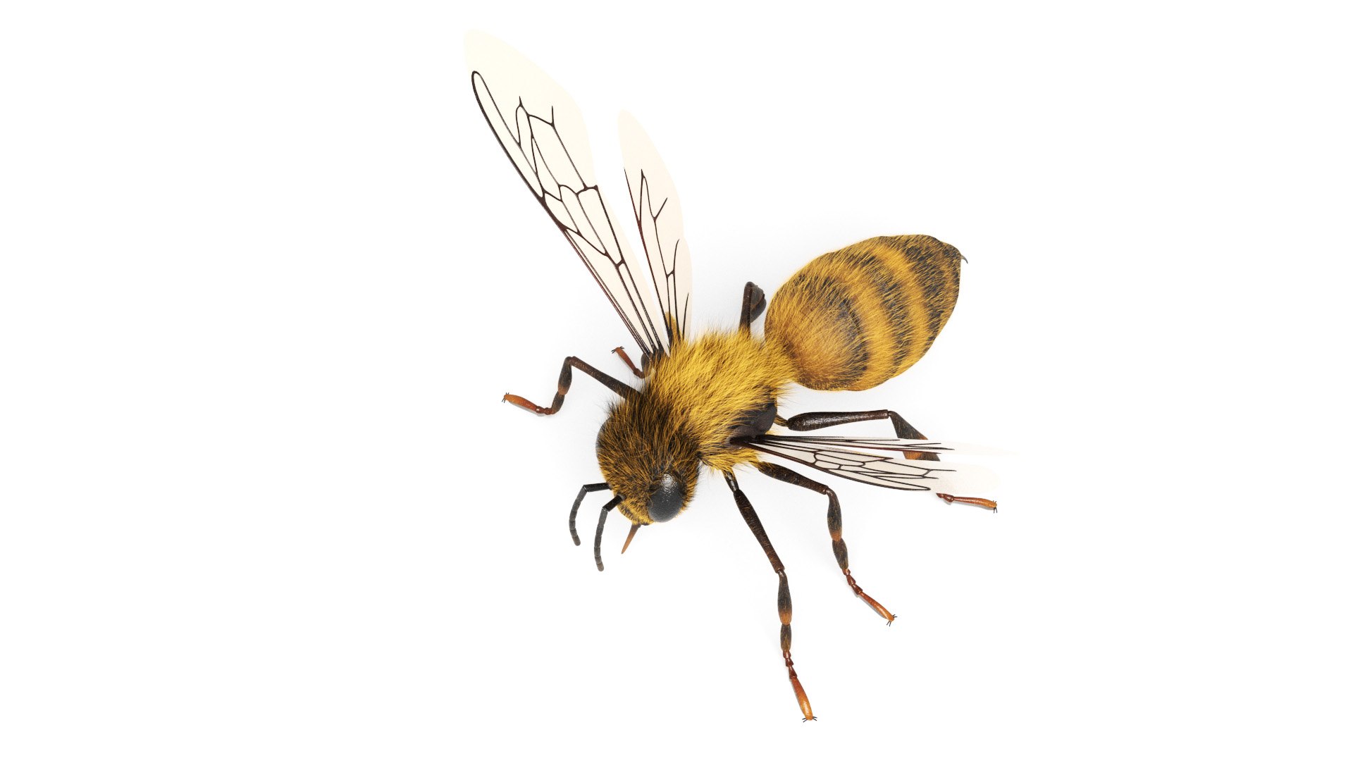 3D Full Bee Anatomy Static Model - TurboSquid 1925699