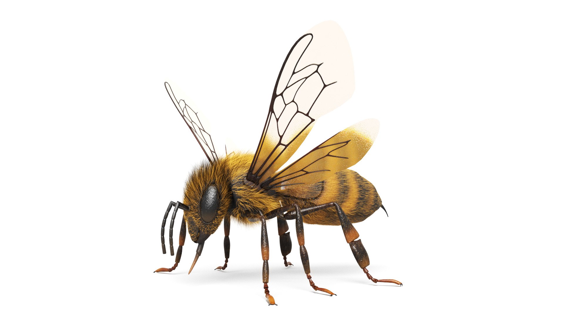 3D Full Bee Anatomy Static Model - TurboSquid 1925699