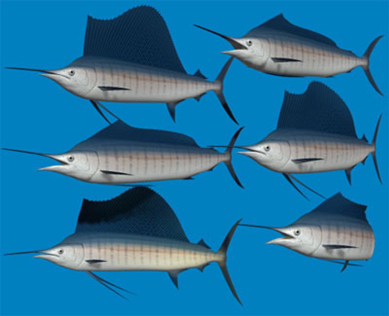 3d Indo-pacific Sailfish Model