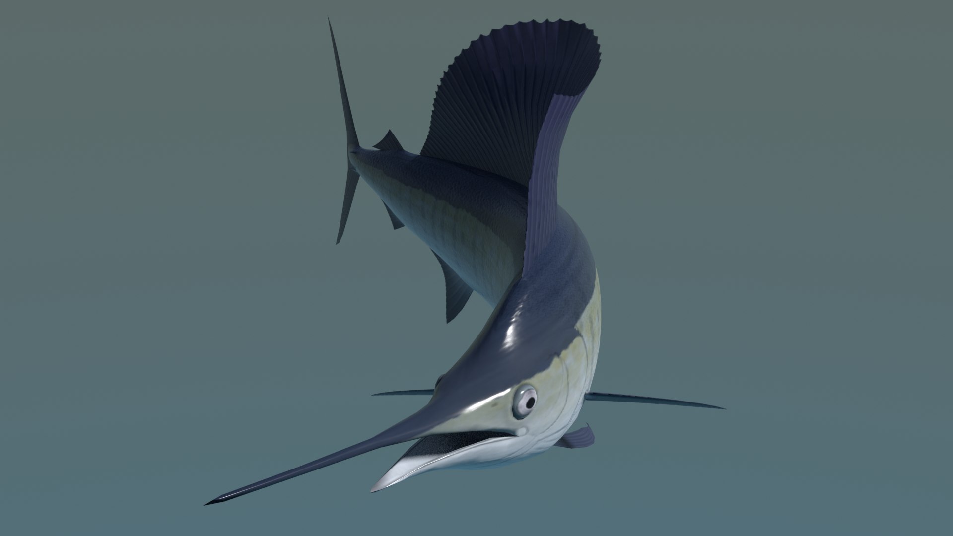 3d Indo-pacific Sailfish Model