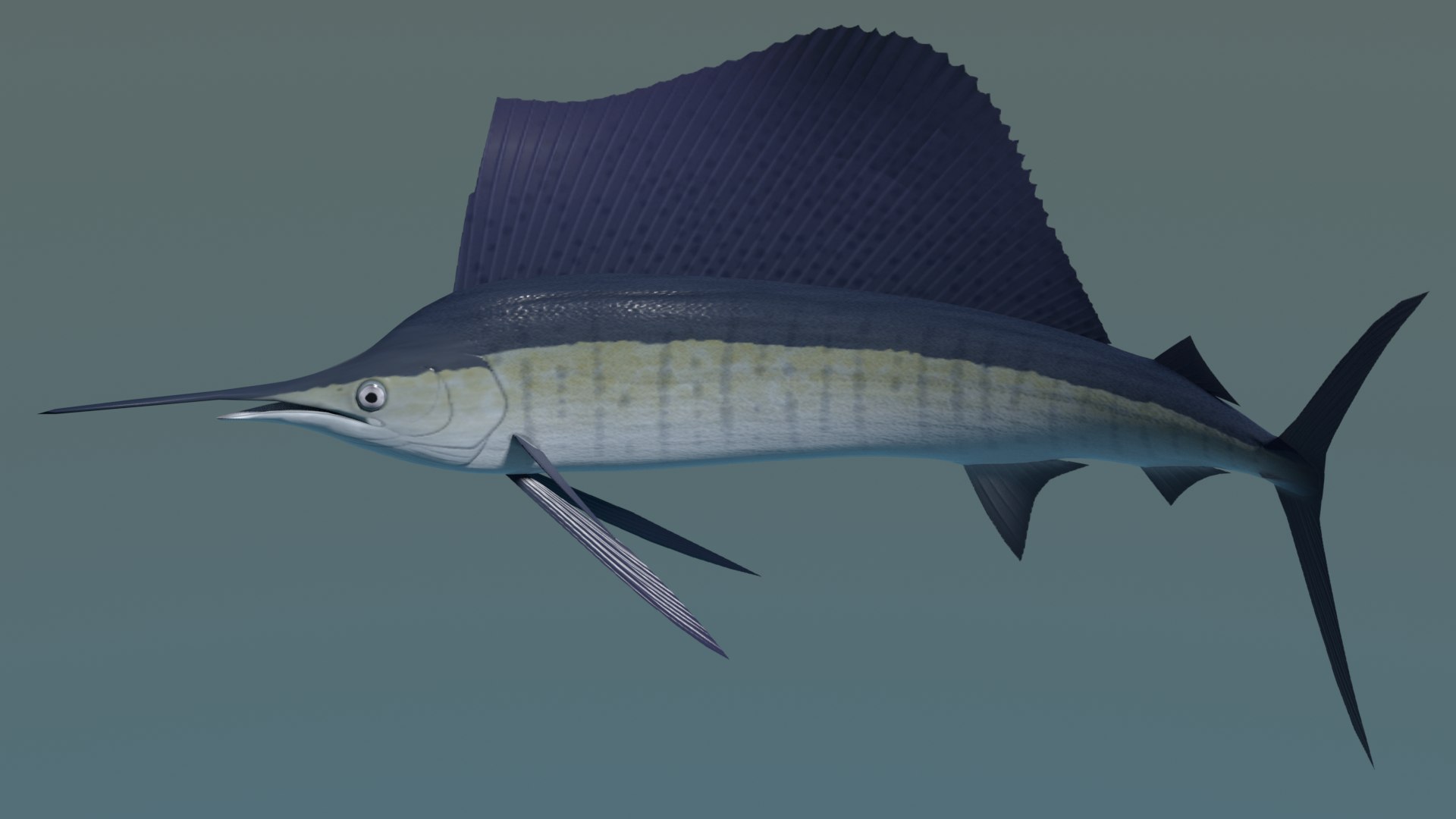 3d Indo-pacific Sailfish Model